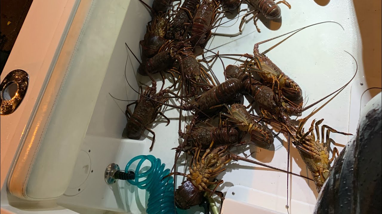 California lobsters hoop netting - YouTube