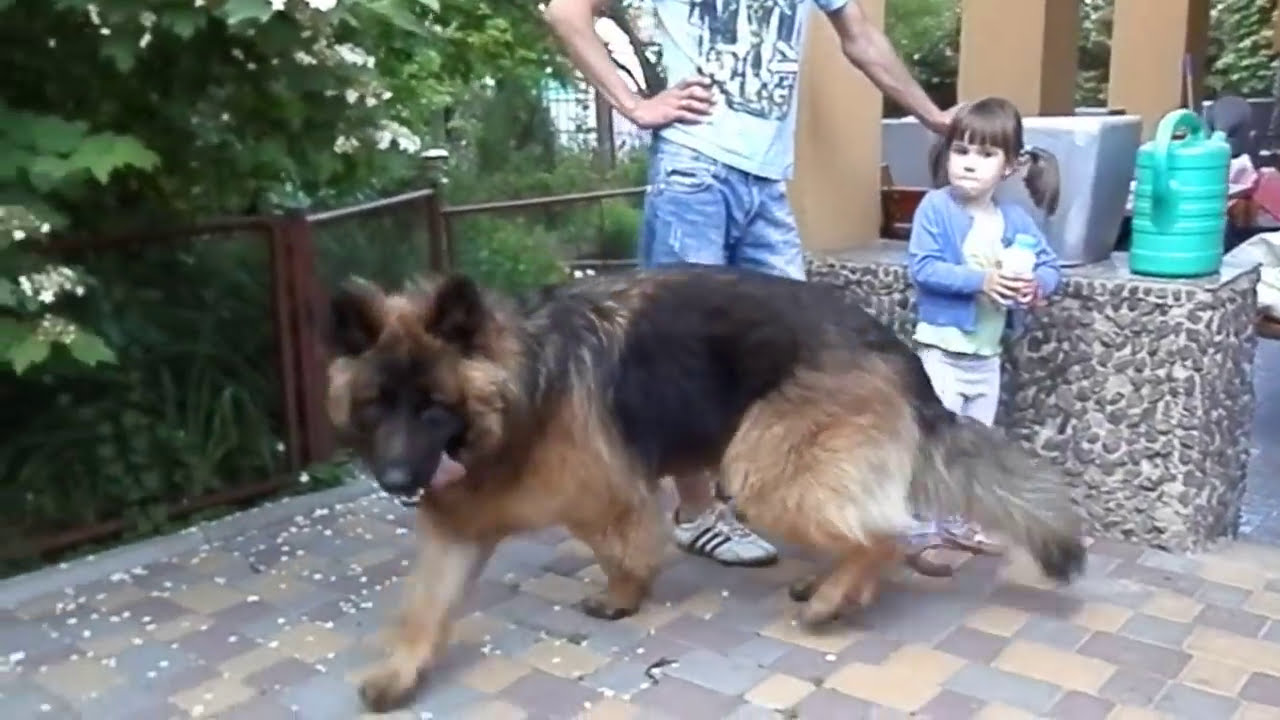 ТОЛСТЫЙ РЭЙ. Немецкая овчарка Fattest dog. German Shepherd. Odessa ...