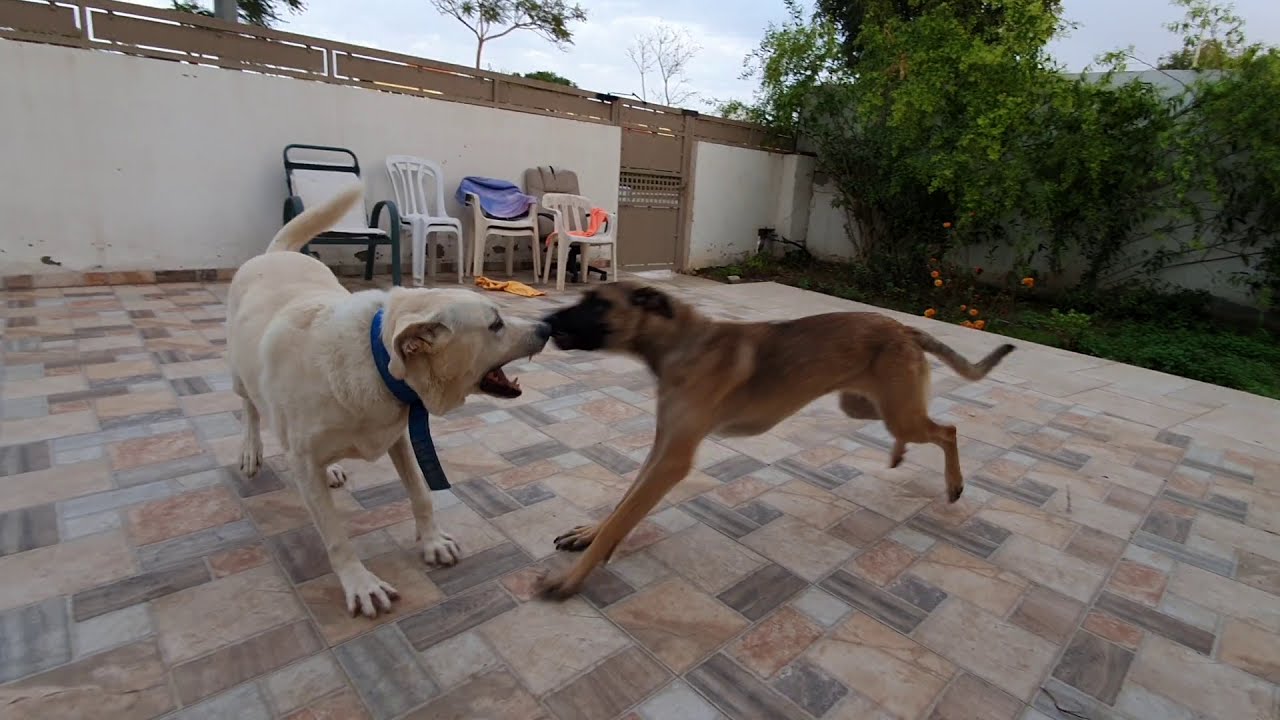 Two big dogs are playing - YouTube