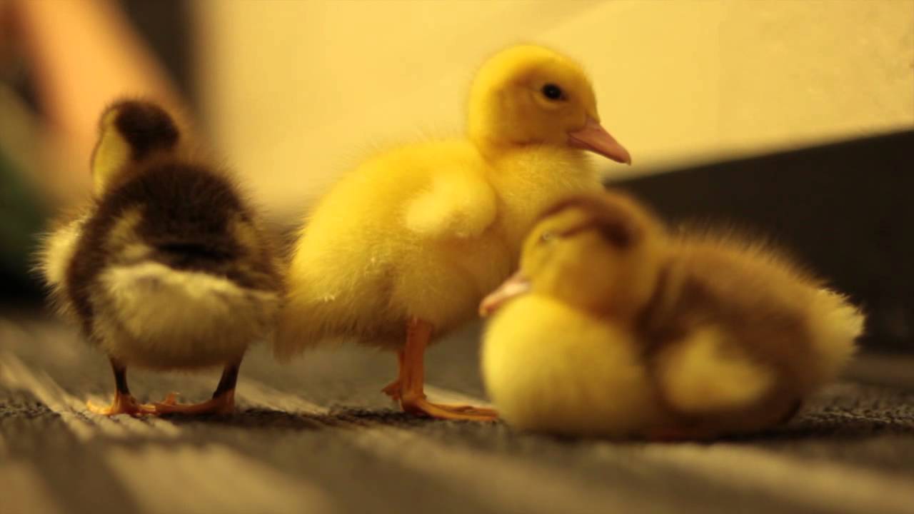 Just Ducks - YouTube