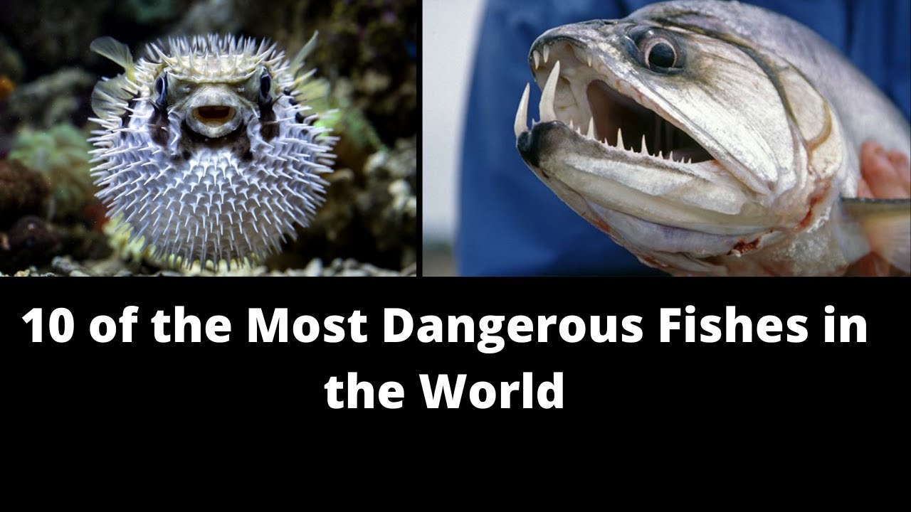 10 of the Most Dangerous Fishes in the World || Mohsan TV - YouTube