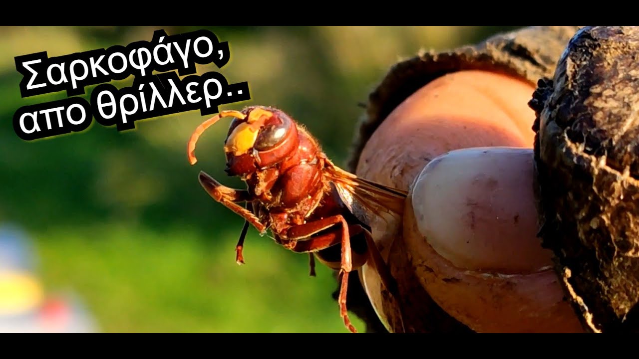 2 εχθροί μελισσών βγαλμένοι απο Θρίλλερ - YouTube