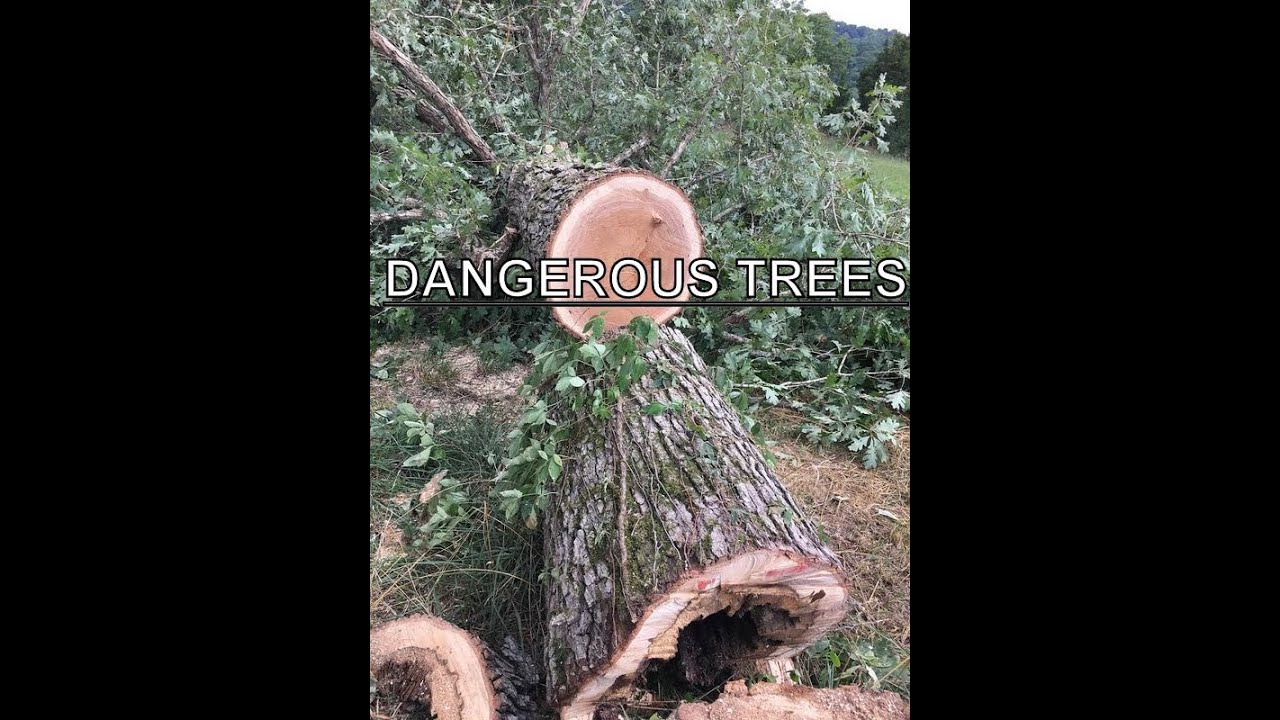 CUTTING DOWN DANGEROUS TREES - YouTube
