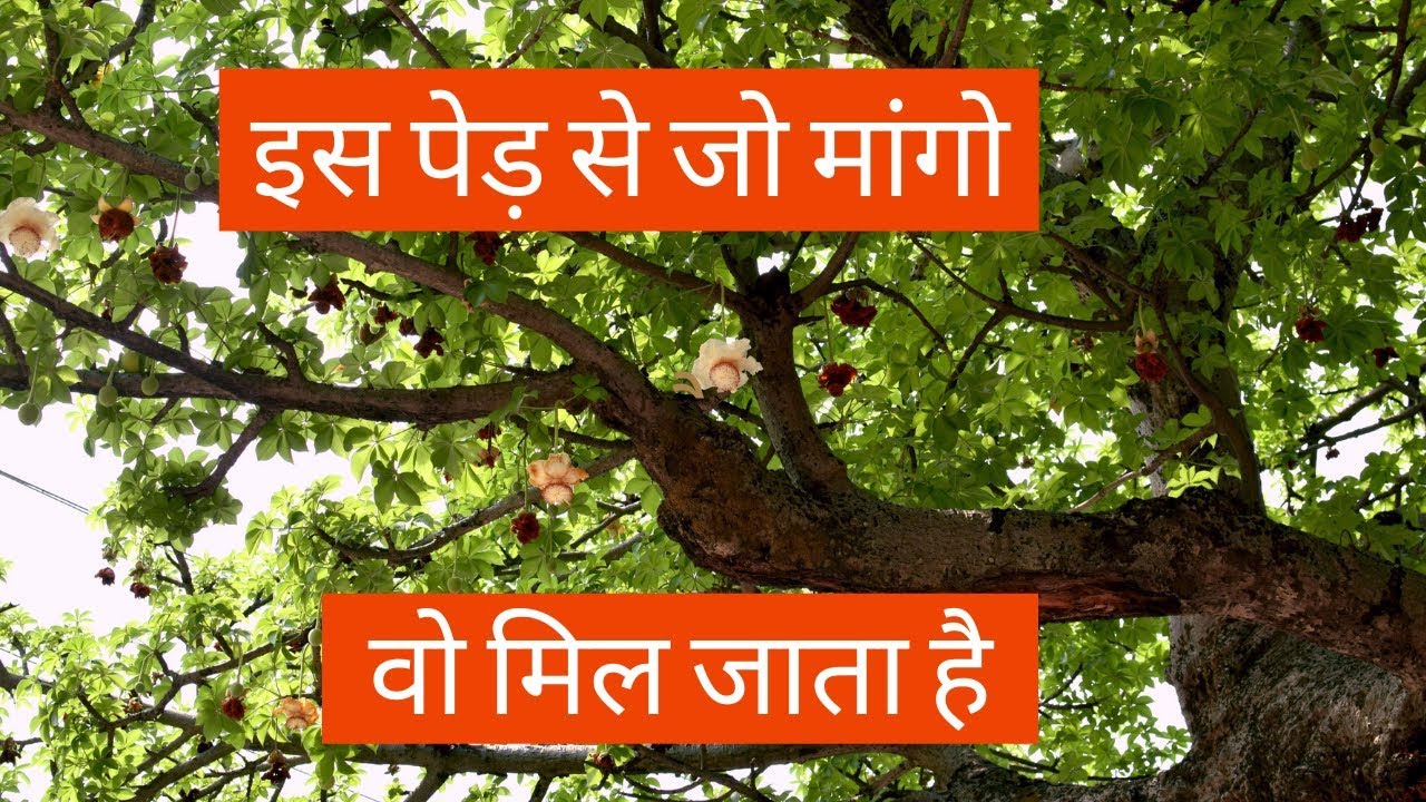 कल्पवृक्ष से जुड़े हैरान कर देने वाले रहस्य | Kalp Tree Mystery ...