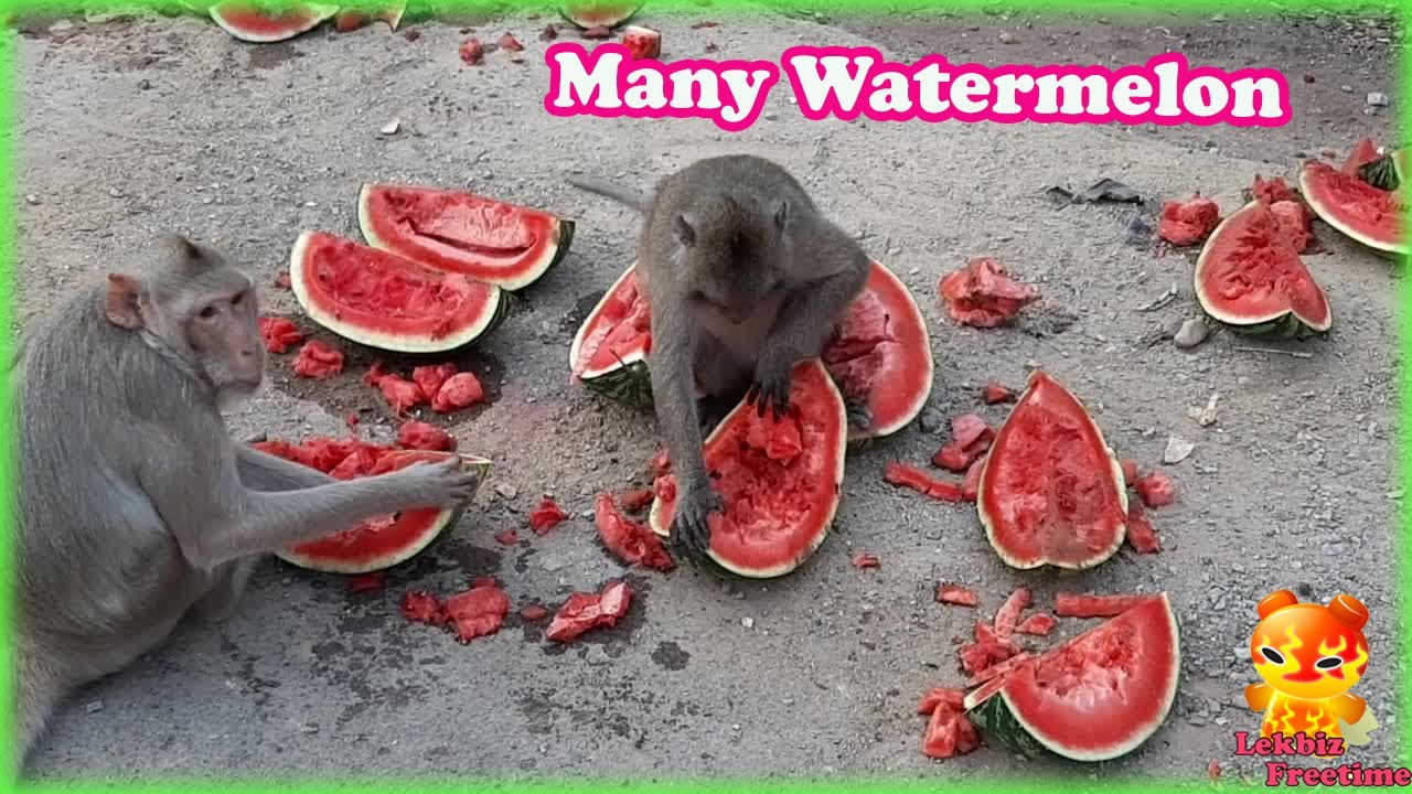 The monkeys sat down and ate a lot of watermelon that people brought to ...