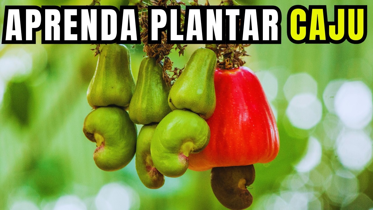 Como PLANTAR CAJU EM CASA - Melhor forma de plantar Caju em Vaso - YouTube
