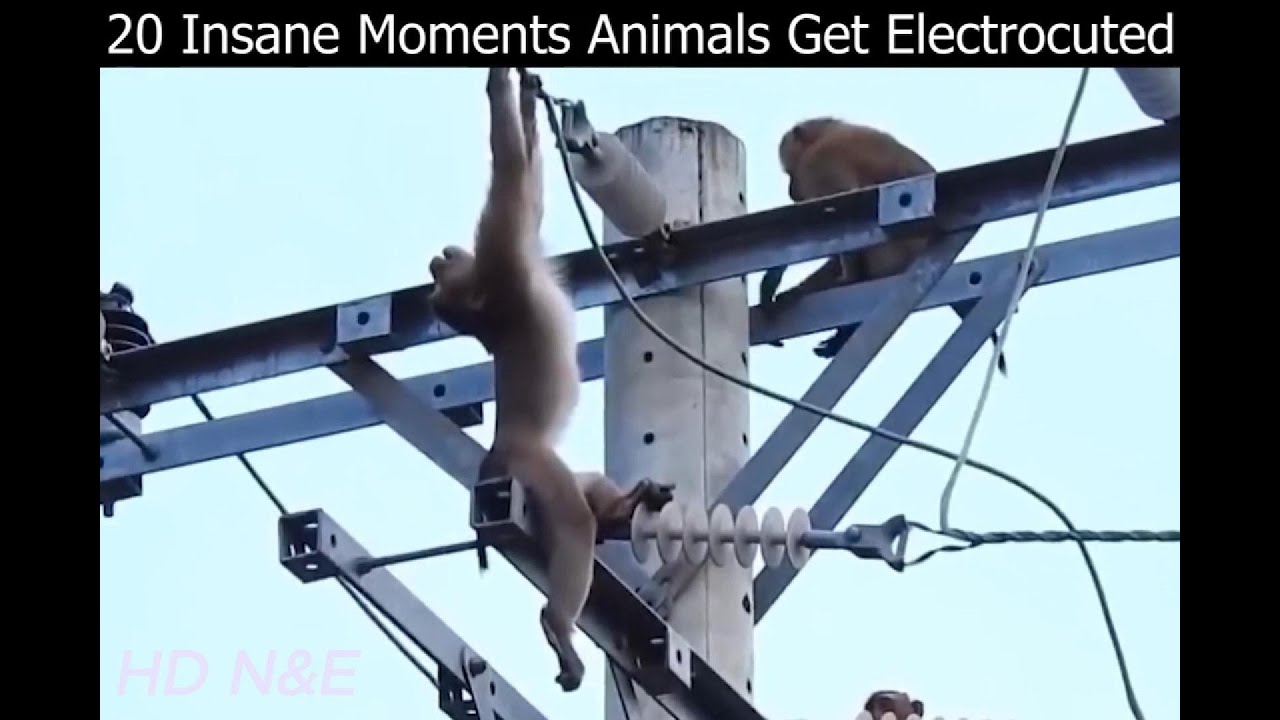 20 Moments Animals Get Electrocuted - YouTube