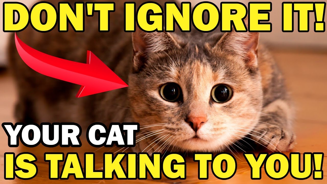 NEVER IGNORE THESE SIGNS! 10 Types of Behavior Cats Show When ...