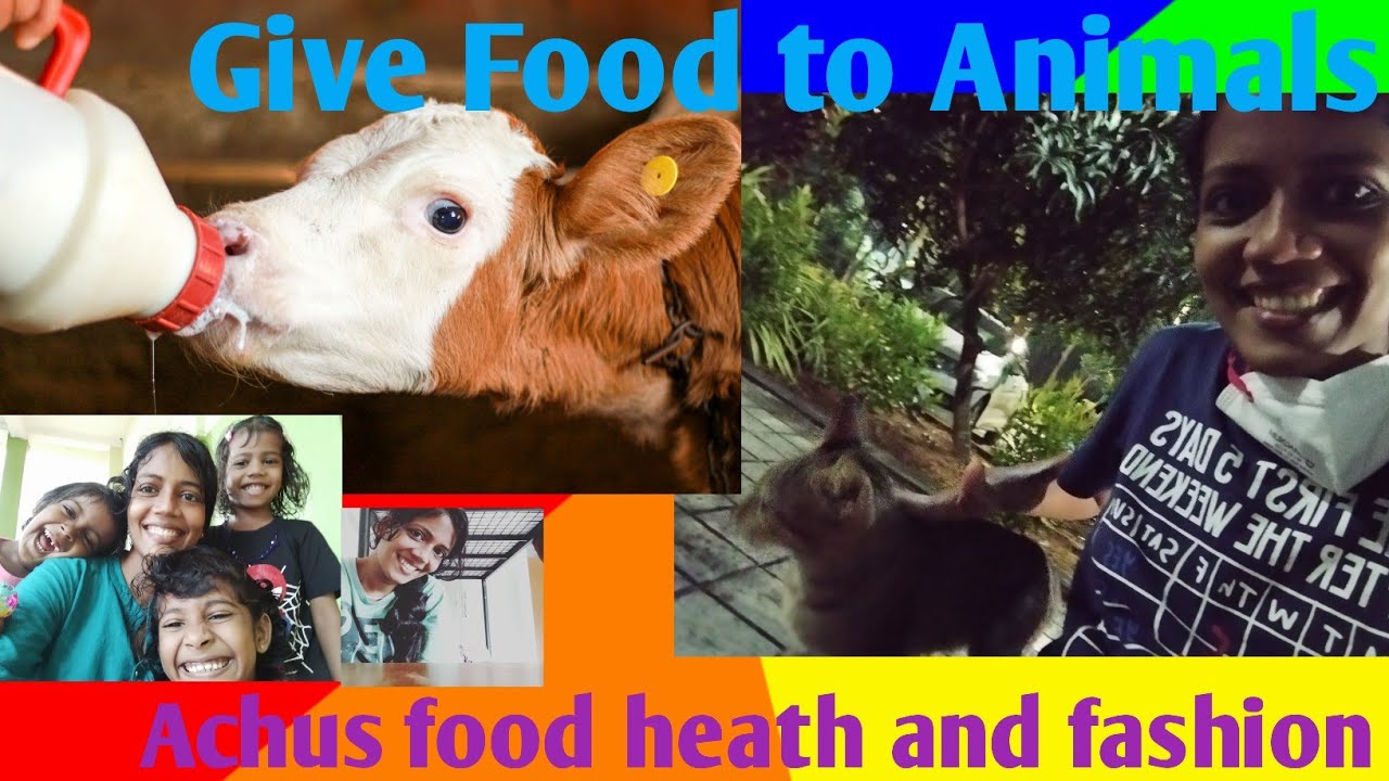 Donate food to animals @Achusfoodhealthandfashion - YouTube