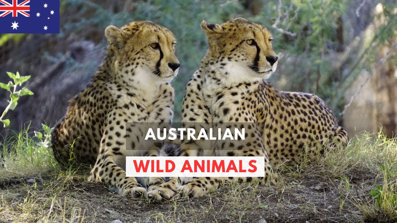 Australian wild animals | The World's of kangaroo and unseen Wildlife ...