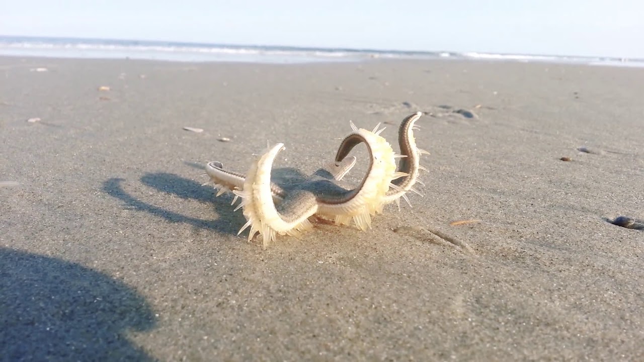 Amazing alive Starfish walking on the beach.. - YouTube