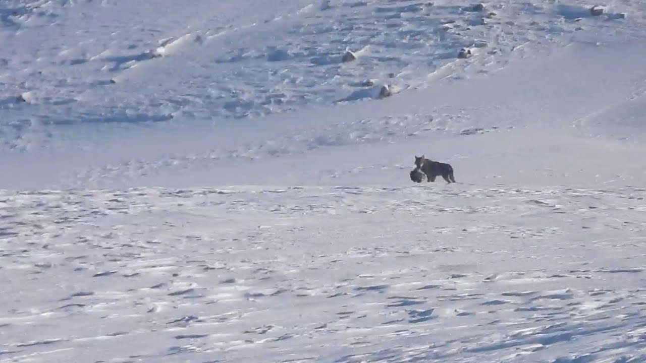 kurt belgeseli köyde çok sayıda köpek ve koyun yiyen çobanların başına ...