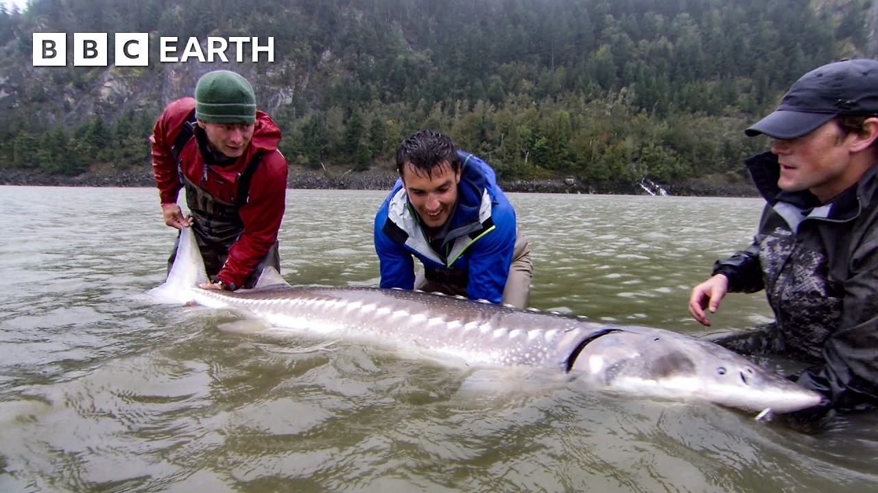 Battle To Catch Monster 6ft 9in 'Fish Of A Lifetime' | BBC Earth ...