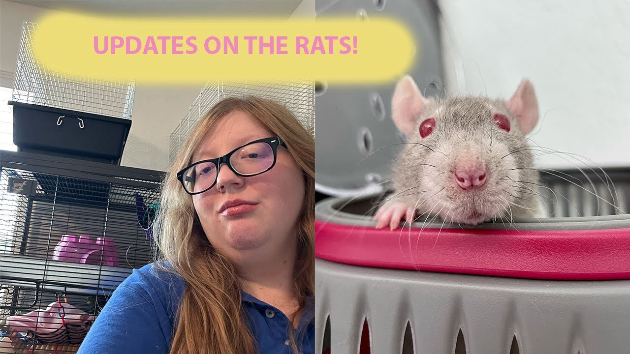 How Are the Rats Doing? - YouTube