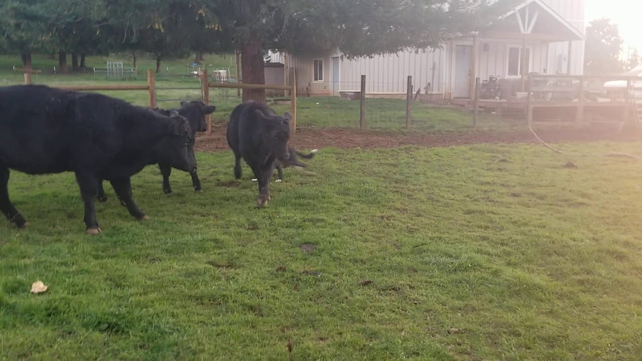 Saddle Working some cows - YouTube
