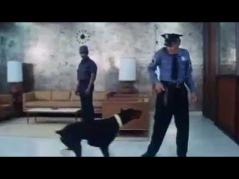 A VOLTA DA GANGUE DOS DOBERMANS 1973 DUBLADO PB