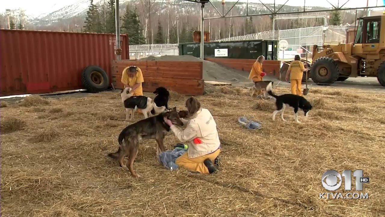Female prison inmates comfort dropped Iditarod dogs - YouTube