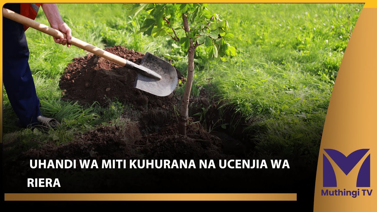 UHANDI WA MITI KUHURANA NA UCENJIA WA RIERA. - YouTube