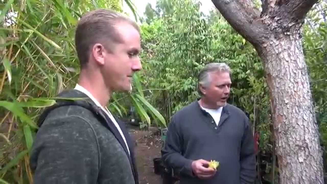 Grafted Tree vs Seedling vs Air Layered Tree - YouTube