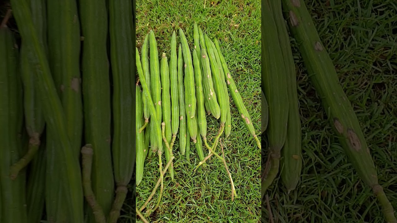 Moringa Bean Pods - Our Dubai Backyard Garden - YouTube