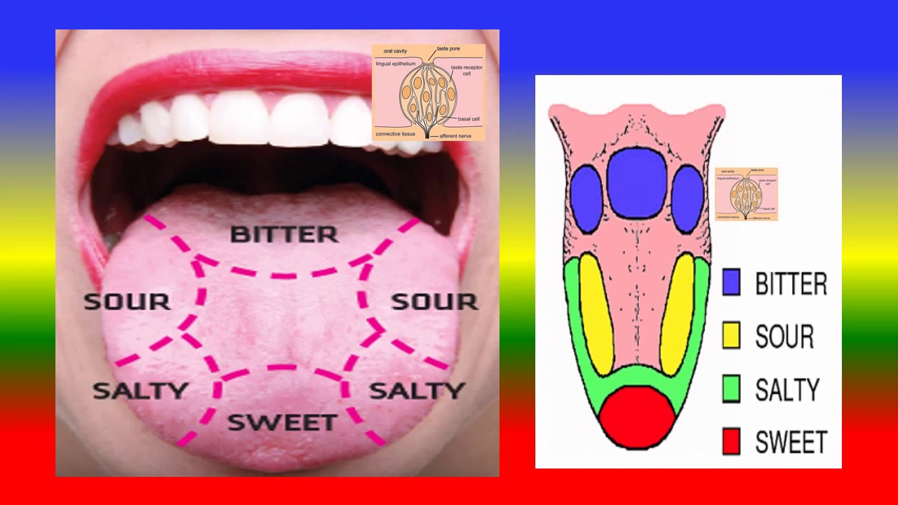 TYPES OF TASTE - YouTube