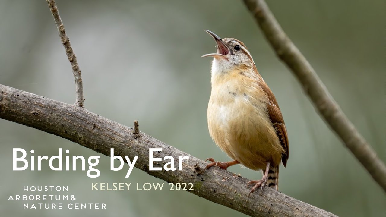 Advanced Training - Birding by Ear. - YouTube