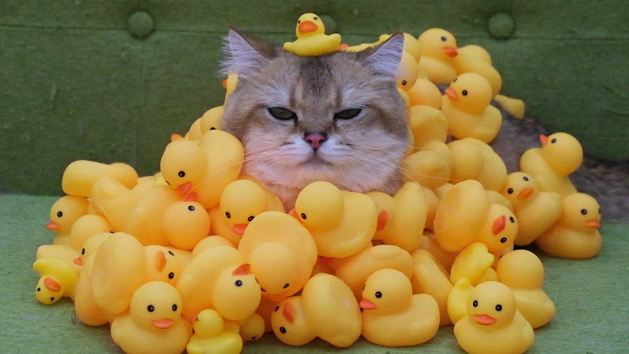 Funny Cats vs 100 Duckies - YouTube