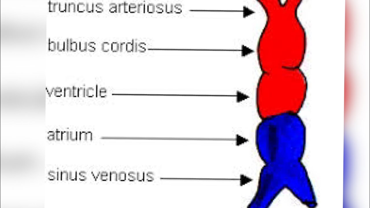 Development of heart tube - YouTube