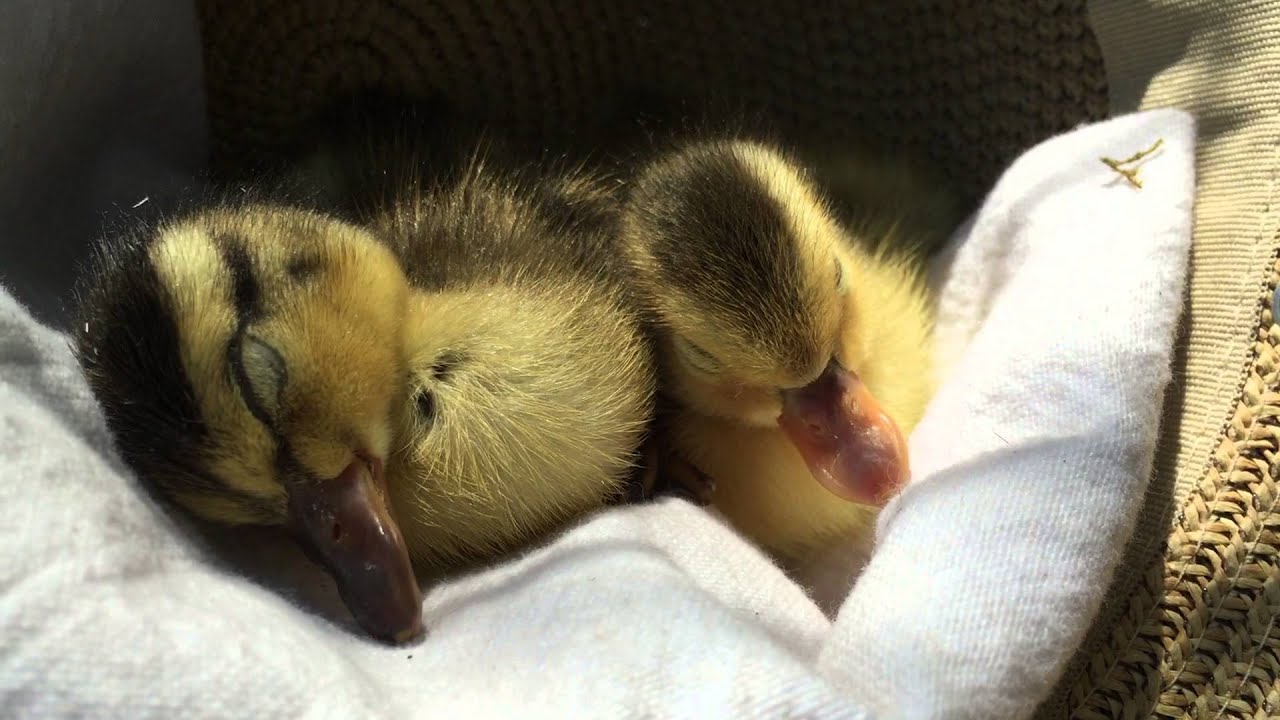 AWW Baby Ducklings Fall Asleep in a Hat - YouTube
