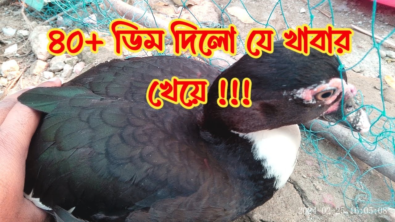 আমার এক‌টি চিনা হাঁস-ই ৪০+ ডিম দি‌য়ে‌ছে !!! ।। china hash palon ...