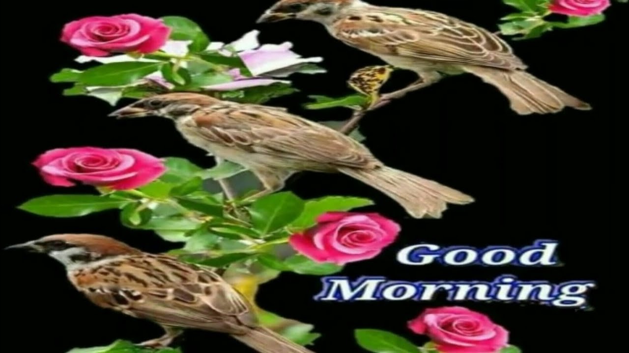 GOOD MORNING video - YouTube
