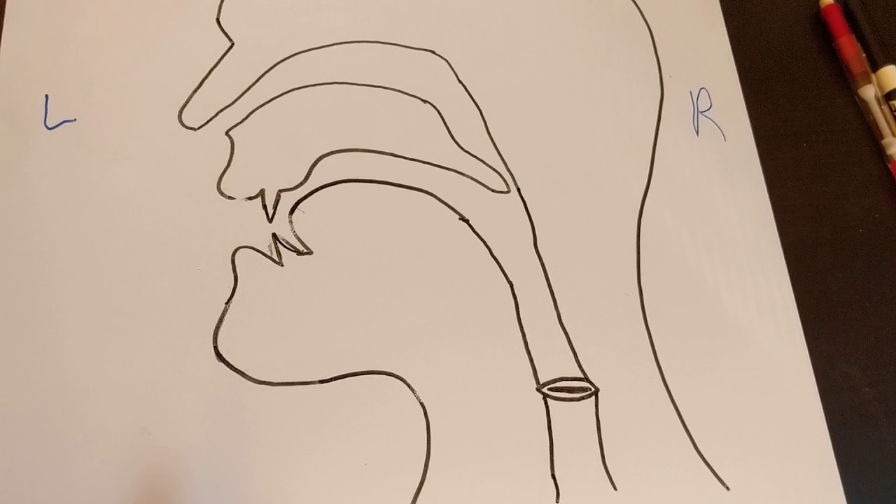 Place of Articulation Tutorial - YouTube