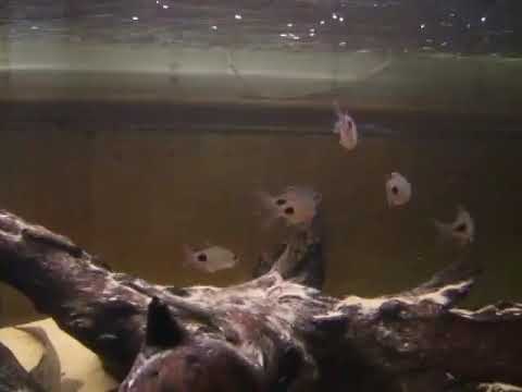 Барбус филоментоза (barbus filamentosus) - YouTube