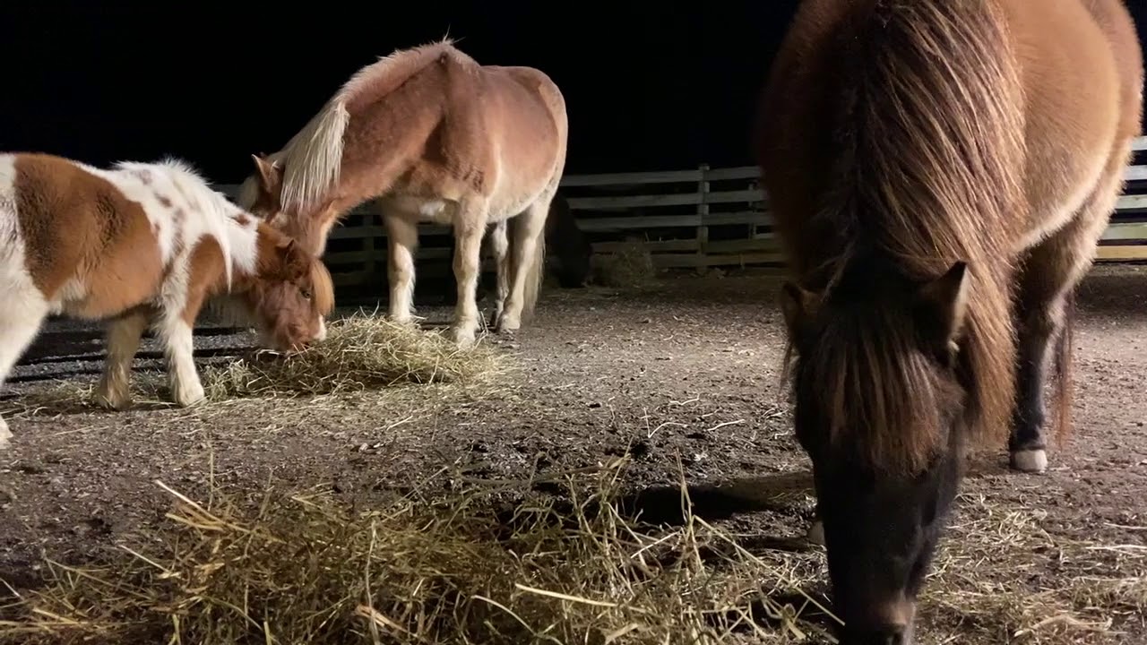 Happy Munching - YouTube