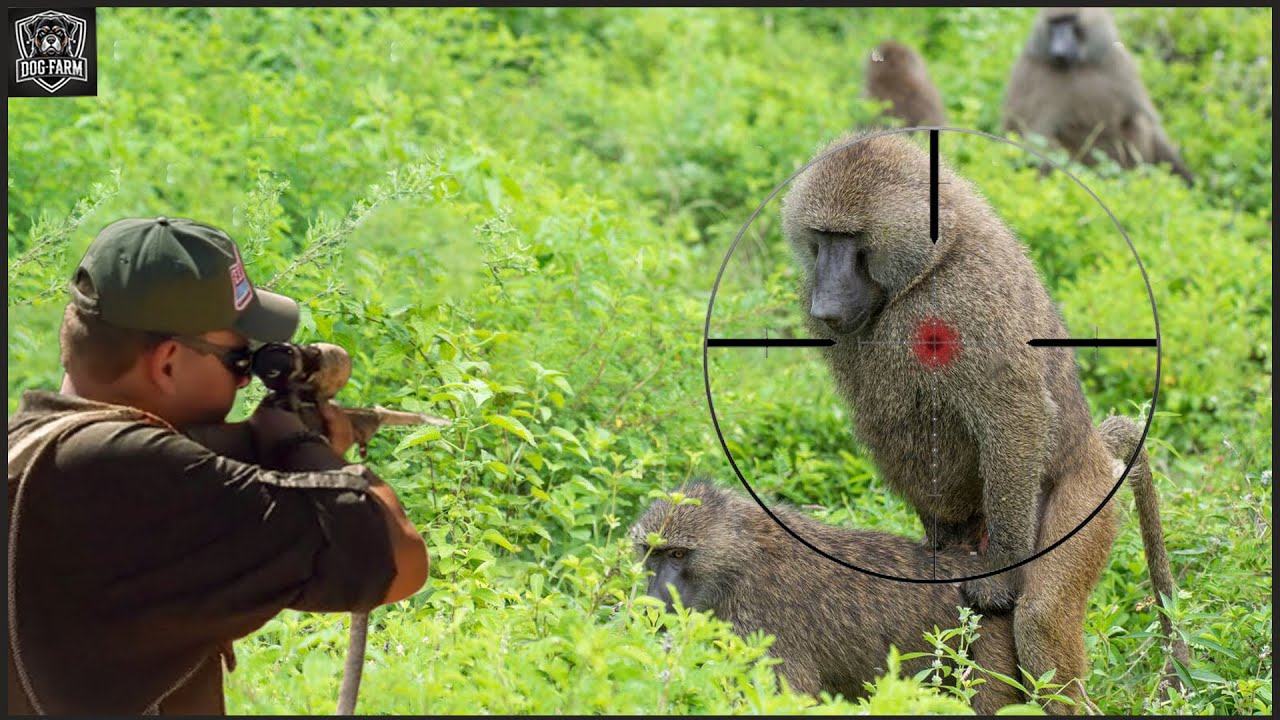 How Do American Hunters And Farmers Deal With Millions Of Wild Monkeys ...