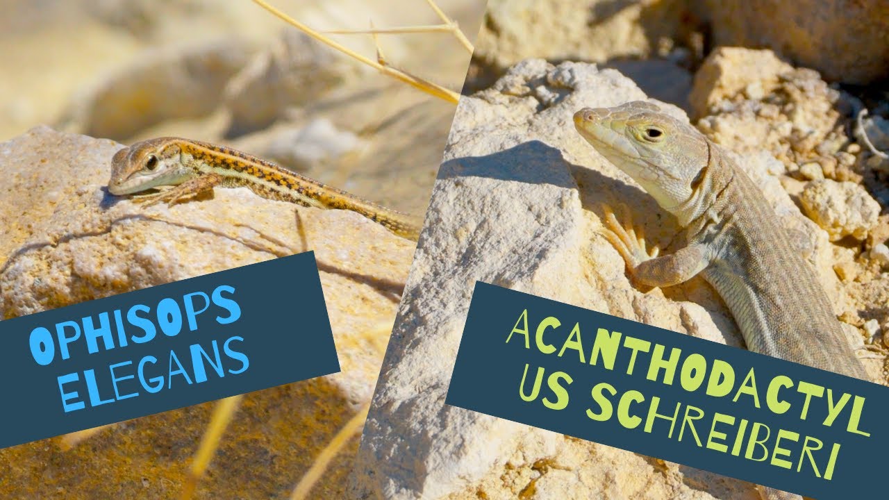 WILDLIFE and ANIMALS of CYPRUS. 4K Video of two beautiful lizards ...