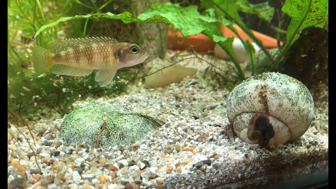 Fry Surprise! Pearly Ocellatus fry. Lamprologus stappersi fry - YouTube