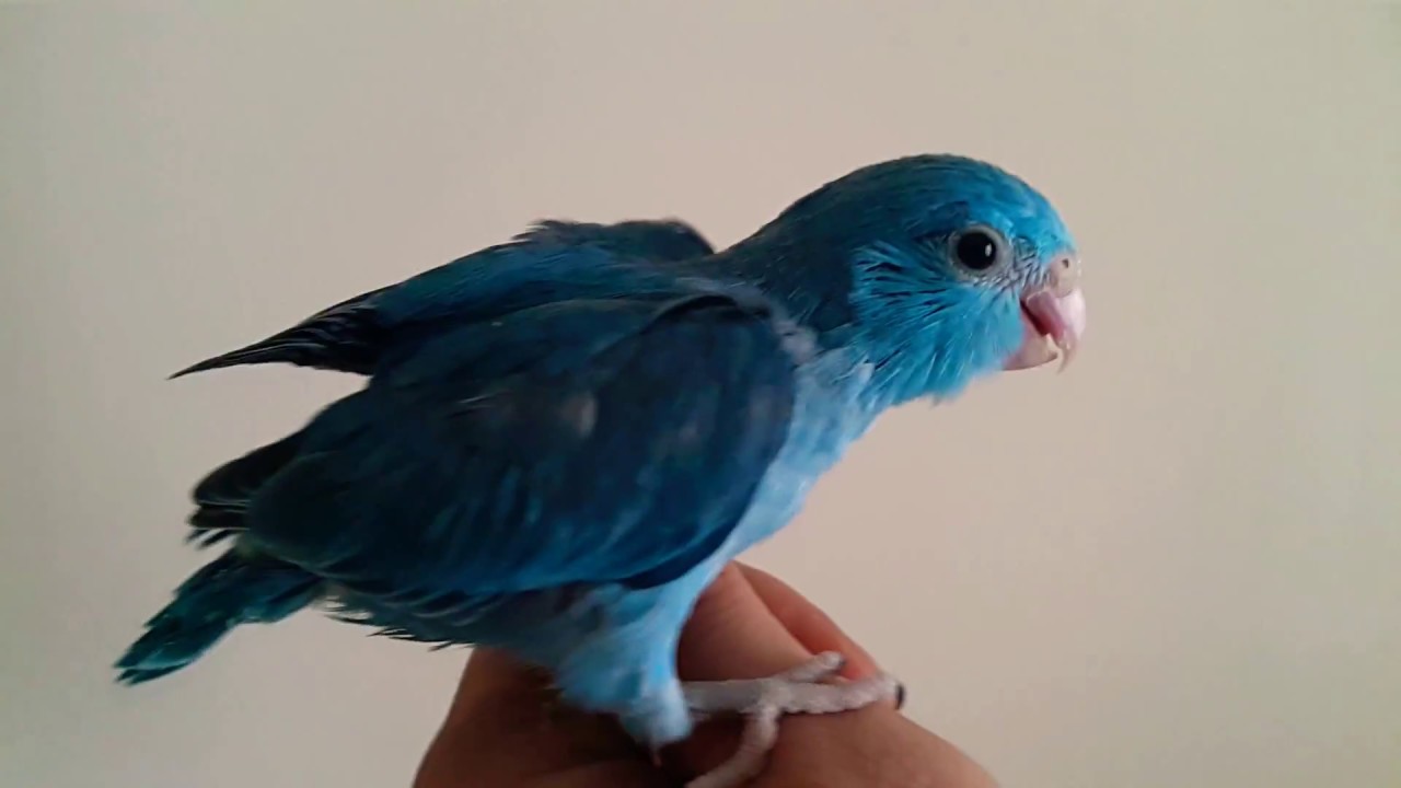 Forpus D.Blue mutation / 35 days old female. - YouTube