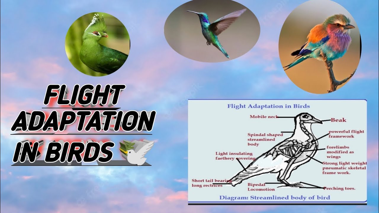 flight adaptation in birds/morphological adaptations & Anatomical ...