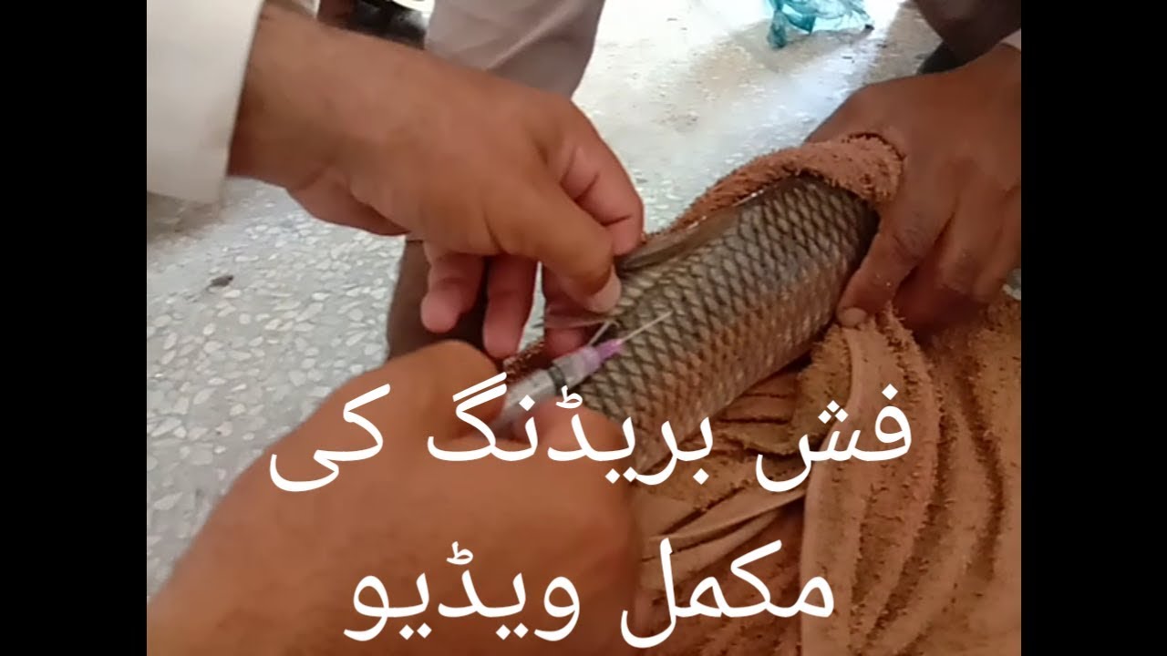 complete fish breeding video /Common Carp Fish Breeding Techniques Fish ...