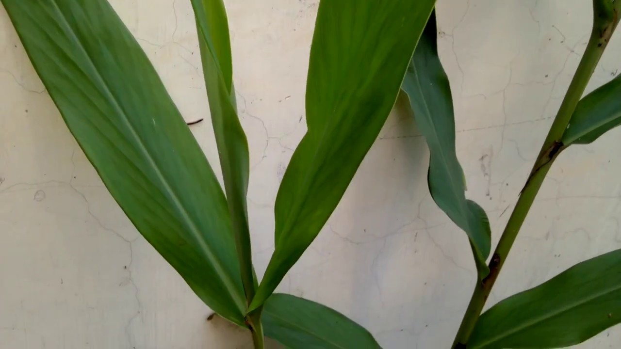 How to Grow & Care Hedychium coronarium/Zingiber/Gulbakawali/Kapur ...