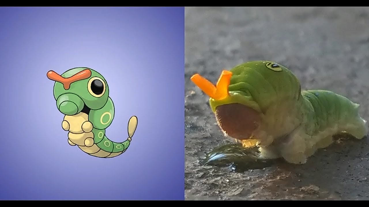 Pokemons that actually exists in Real Life - YouTube