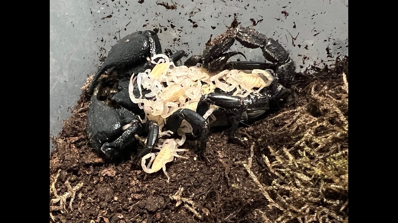 Heterometrus spinifer, Asian Forest Scorpion produced baby scorplings ...