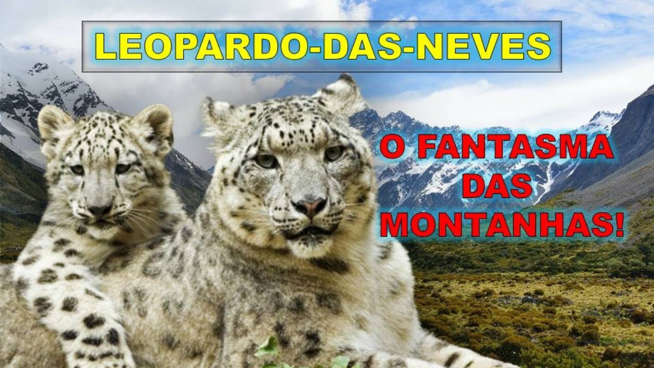 LEOPARDO-DAS-NEVES! ELE É UM FELINO MISTERIOSO, LINDO E MUITO RARO. O ...