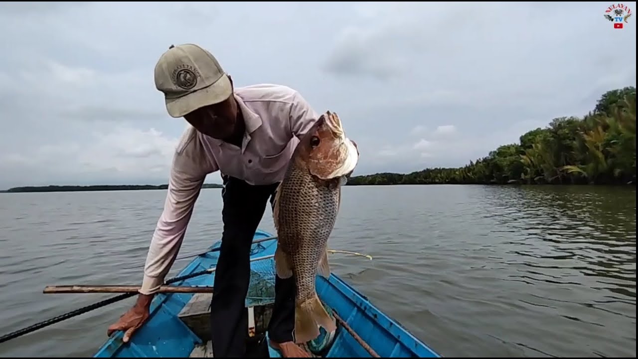 Inilah ikan Kakap Tompel terbesar selama saya mancing joran bambu - YouTube