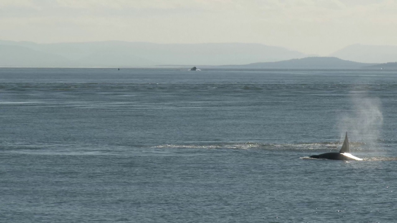 Orca Breach. Taken in 4k, June 21 2017 from Island Explorer 5 - YouTube