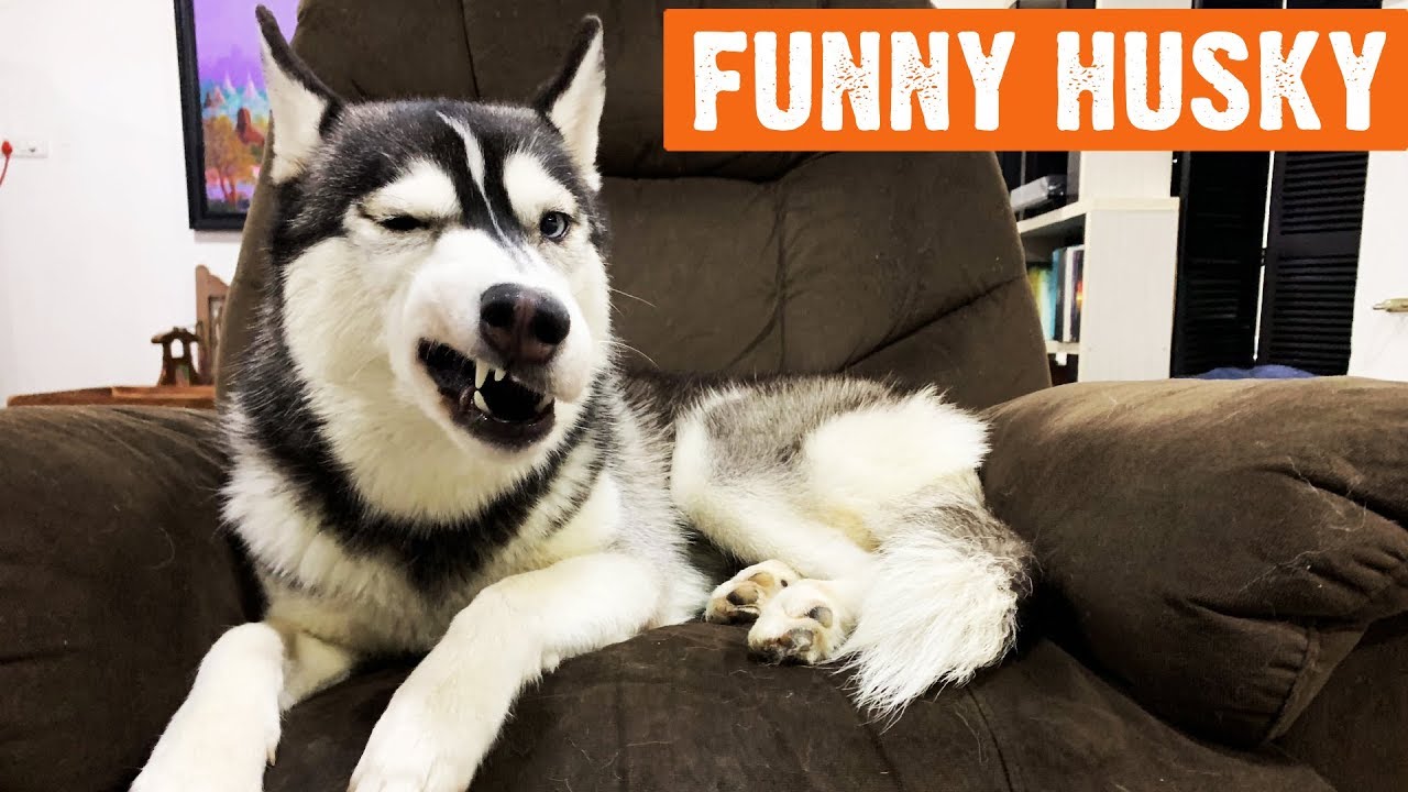 Funny Husky Moments Youtube