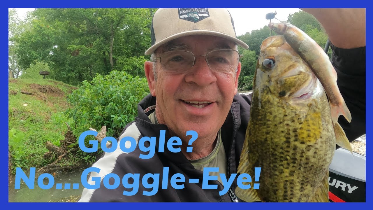 What is a Goggle-eye? Are They Edible? #fishing #goggle-eye #rockbass ...
