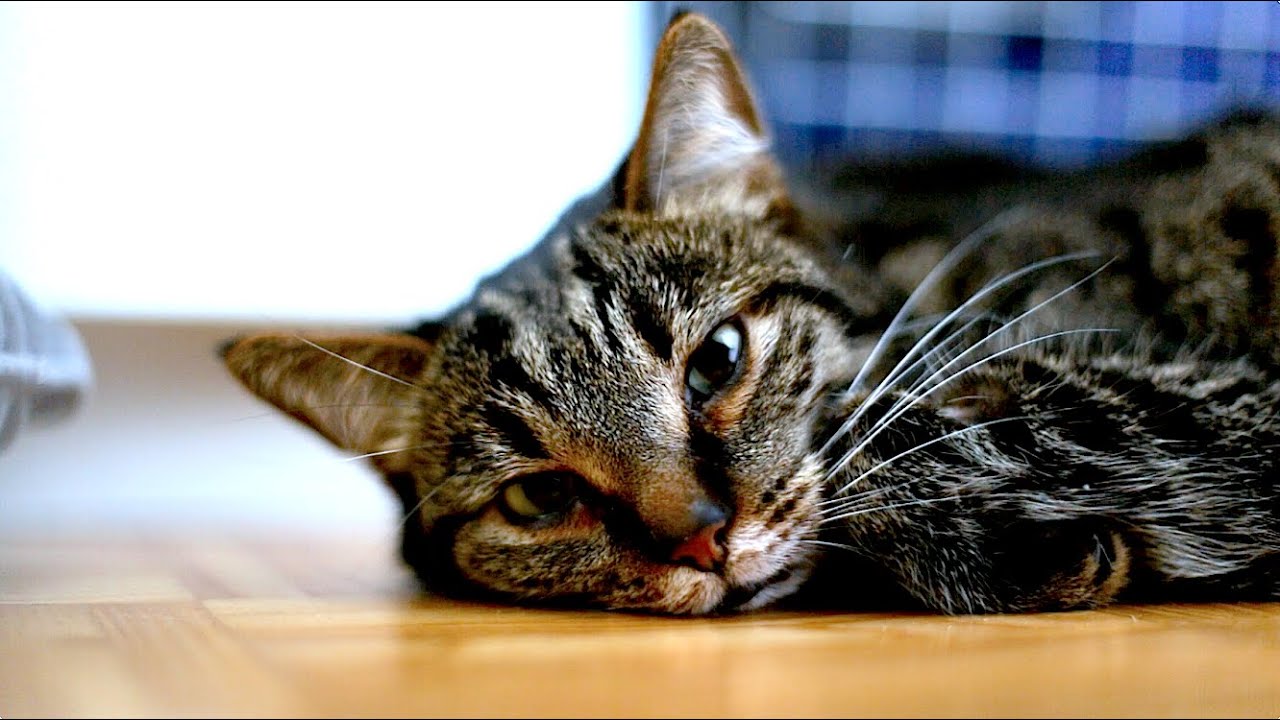 CAT PASSED AWAY :( - YouTube