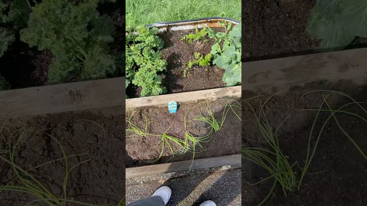 Planting my spring garden 🌸 #gardening - YouTube